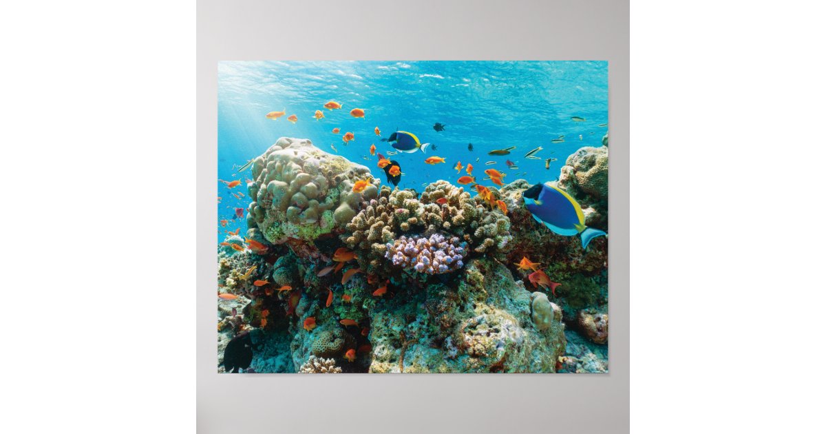 Colorful Coral Reef with Tropical Fishes Poster | Zazzle