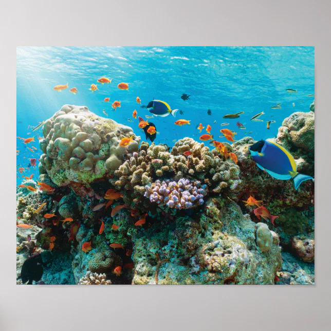 Colorful Coral Reef with Tropical Fishes Poster | Zazzle