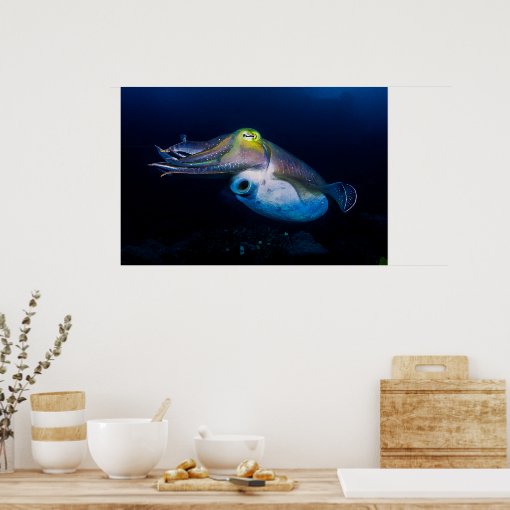 Colorful Cuttlefish Poster | Zazzle