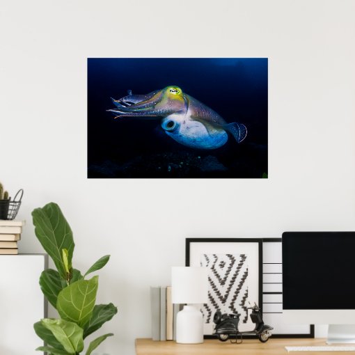 Colorful Cuttlefish Poster | Zazzle