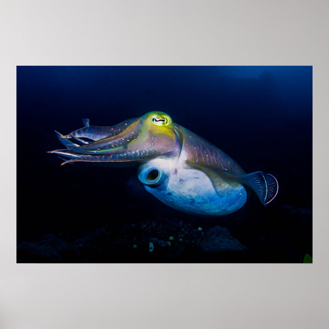 Colorful Cuttlefish Poster | Zazzle