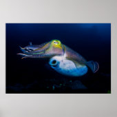 Colorful Cuttlefish Poster | Zazzle