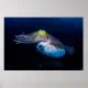 Colorful Cuttlefish Poster | Zazzle