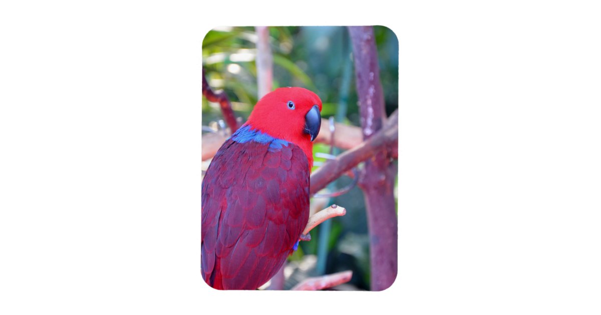 Colorful eclectus parrot magnet | Zazzle