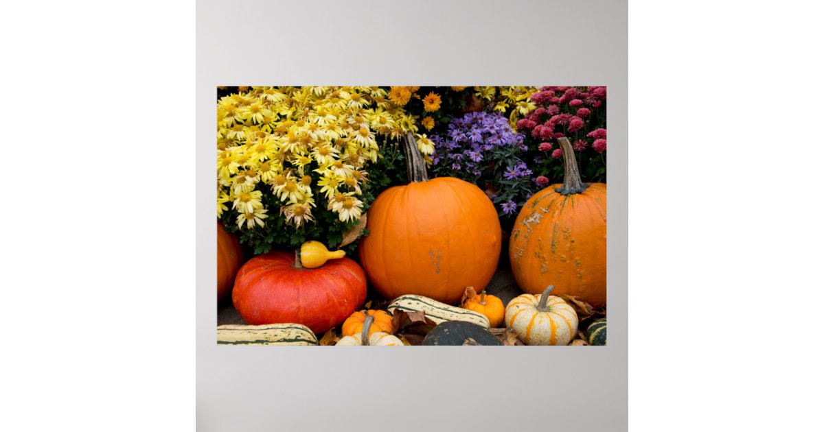 Colorful fall decorative pumpkin display poster | Zazzle