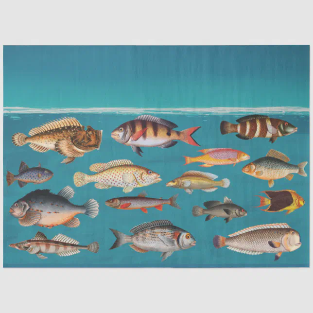 Colorful Fish Under Blue Ocean Water Tissue Paper | Zazzle