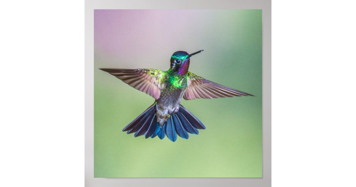 Colorful Flying Hummingbird Poster | Zazzle