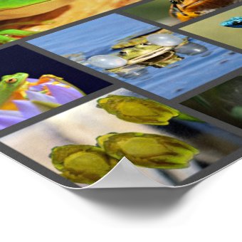 Colorful Frogs, Collage Poster | Zazzle