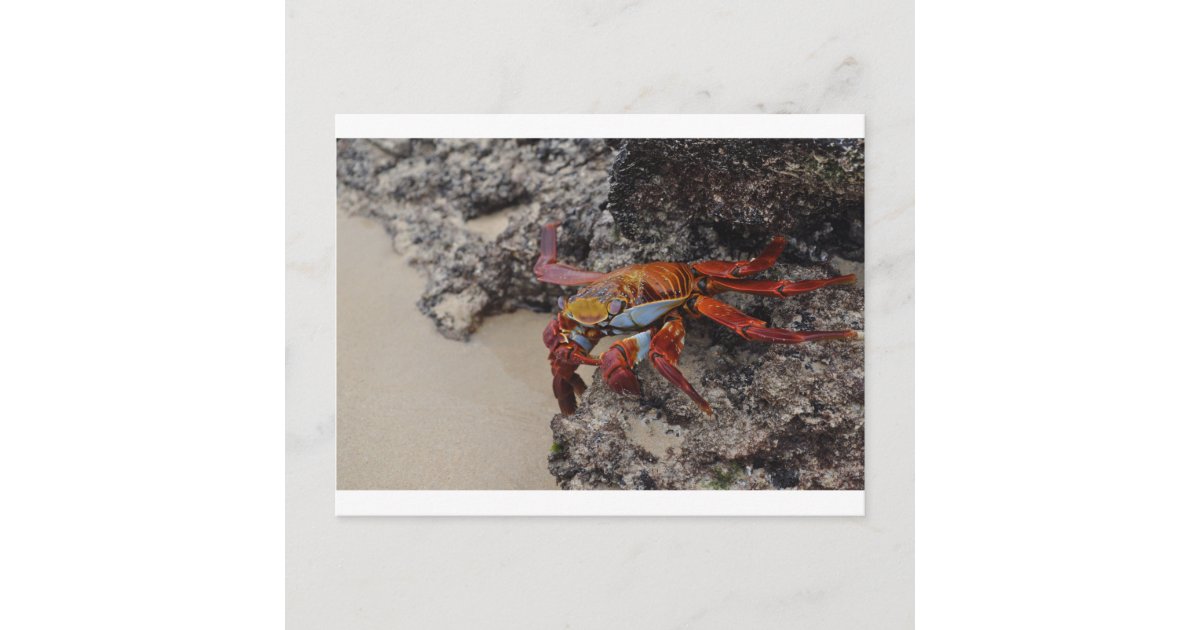 Colorful Galapagos crab post card | Zazzle