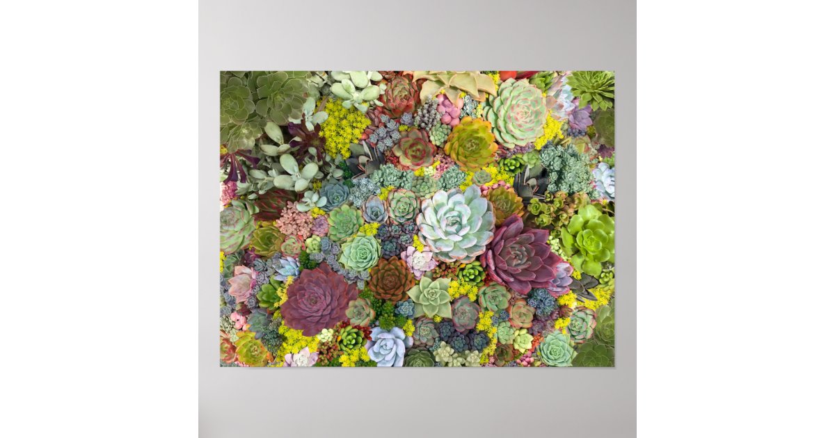 Colorful Greenery Succulents Poster | Zazzle