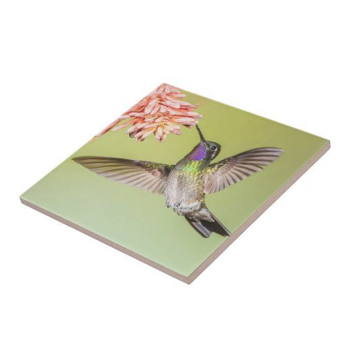 Colorful Hummingbird in Flight Ceramic Tile | Zazzle