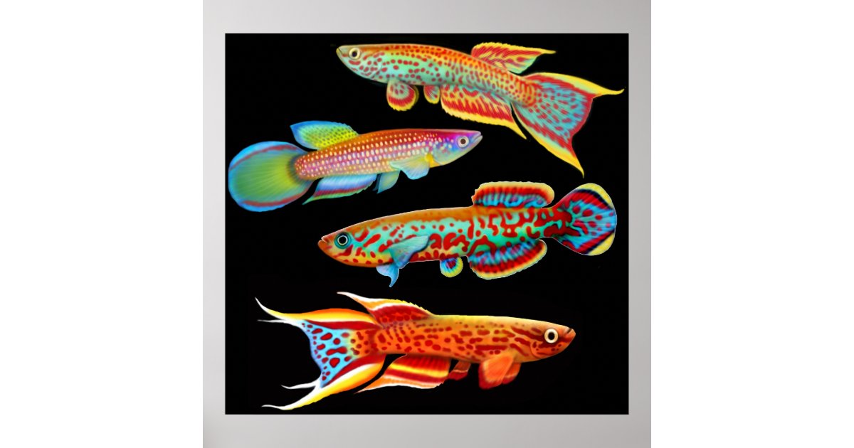 Colorful Killifish Poster | Zazzle