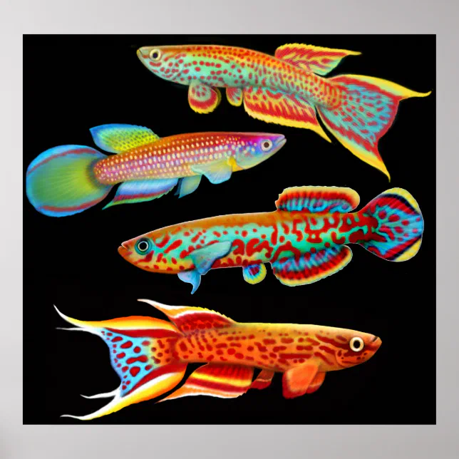 Colorful Killifish Poster | Zazzle