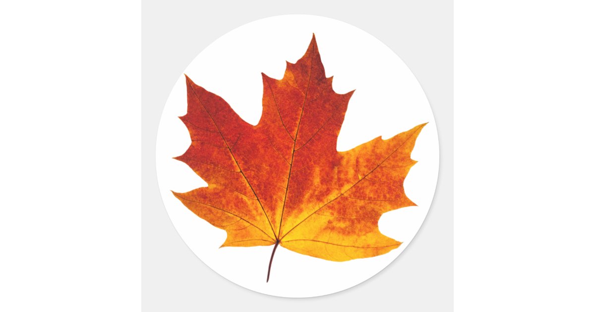 Colorful maple leaf classic round sticker | Zazzle