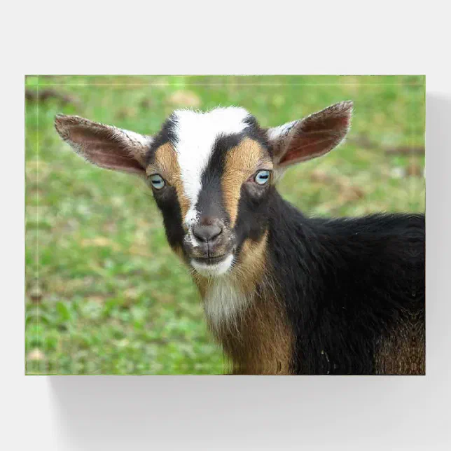 Colorful Nigerian Dwarf Goat with Blue Eyes Paperweight | Zazzle