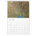 Colorful Peacock 2017 Calendar | Zazzle