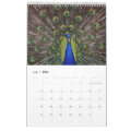 Colorful Peacock 2017 Calendar | Zazzle