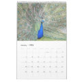 Colorful Peacock 2017 Calendar | Zazzle
