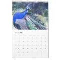 Colorful Peacock 2017 Calendar | Zazzle