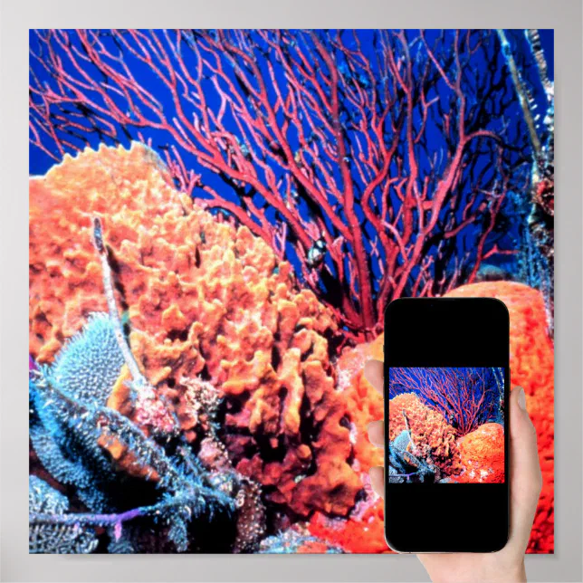 Colorful Sea Sponge Poster 15x15 | Zazzle
