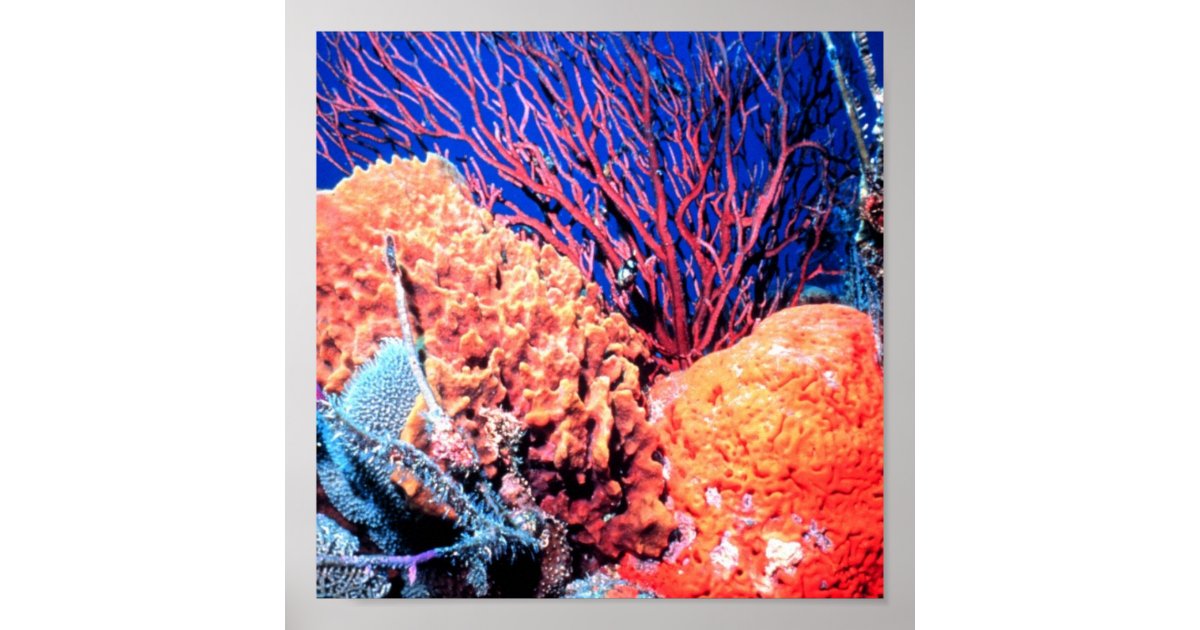 Colorful Sea Sponge Poster 15x15 | Zazzle