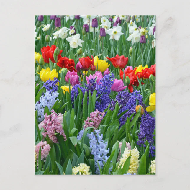 Colorful spring flower garden postcard | Zazzle