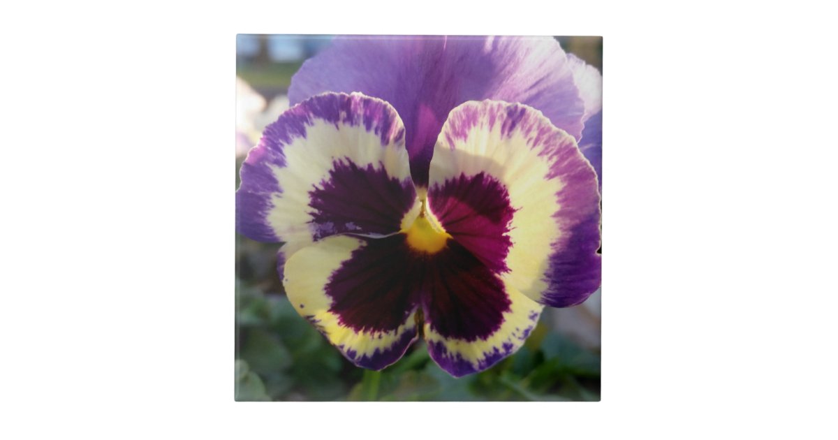 colorful spring Pansy Ceramic Tile | Zazzle