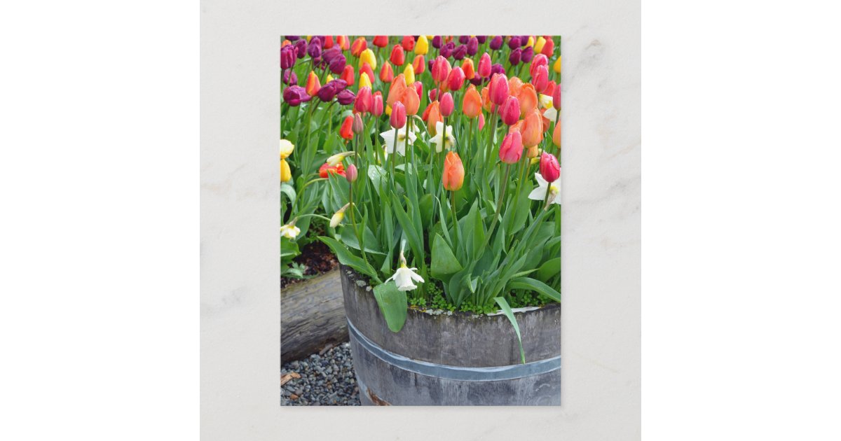 Colorful spring tulips planter print postcard | Zazzle