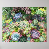 Colorful Succulent Garden Poster | Zazzle