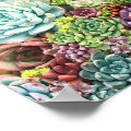Colorful Succulent Garden Poster | Zazzle