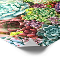 Colorful Succulent Garden Poster | Zazzle