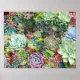 Colorful Succulent Garden Poster | Zazzle
