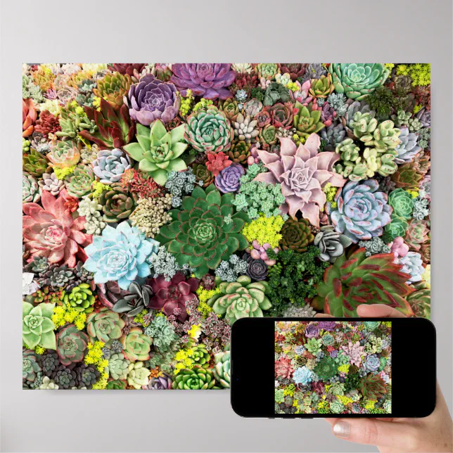 Colorful Succulents Poster | Zazzle