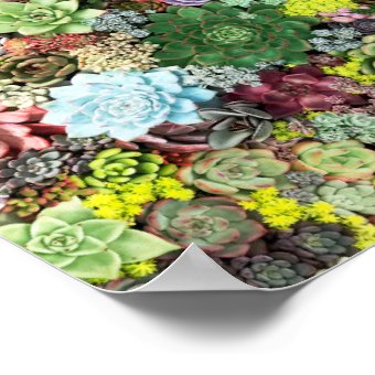 Colorful Succulents Poster | Zazzle