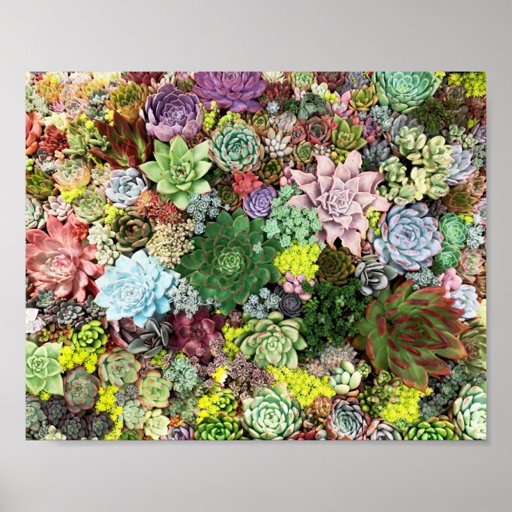 Colorful Succulents Poster | Zazzle