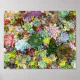 Colorful Succulents Poster | Zazzle