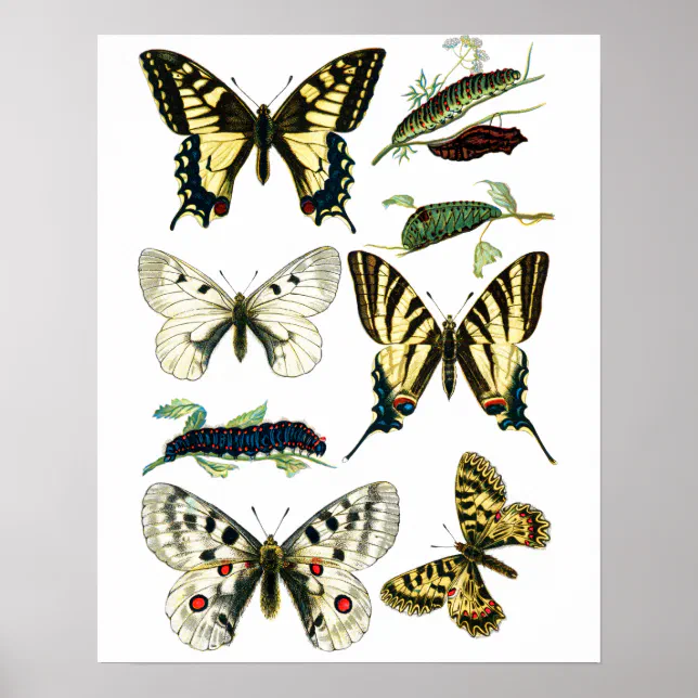 Colorful Swallowtail Butterfly, Caterpillar & Moth Poster | Zazzle