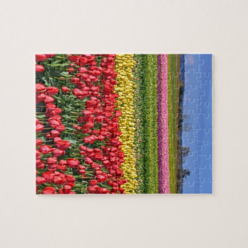 Colorful tulip field jigsaw puzzle | Zazzle