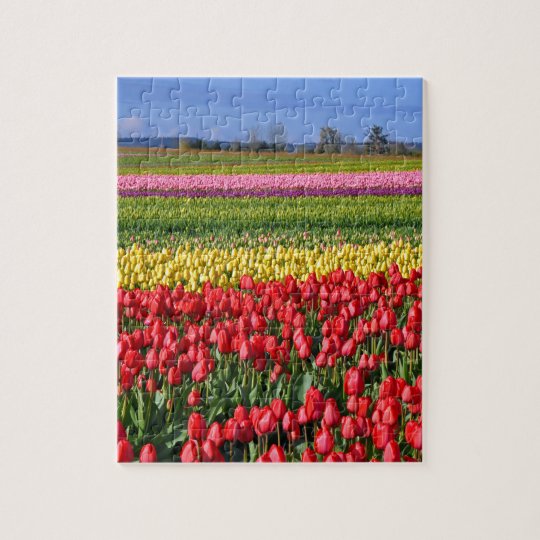Colorful tulip field jigsaw puzzle | Zazzle.com