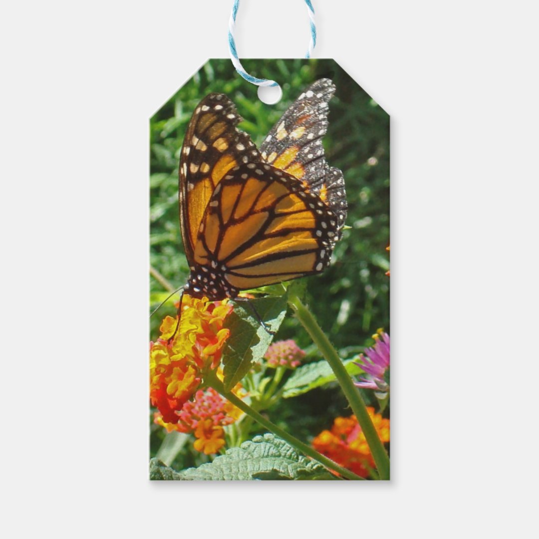 Colorful Vibrant Orange Monarch Butterfly Flower Gift Tags | Zazzle