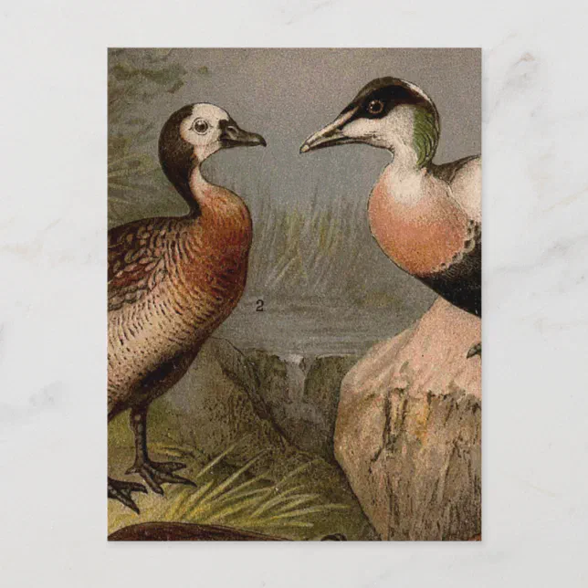 Colorful vintage painting of ducks postcard | Zazzle