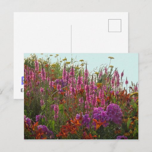 Colorful Wild Flowers DIY Postcard | Zazzle