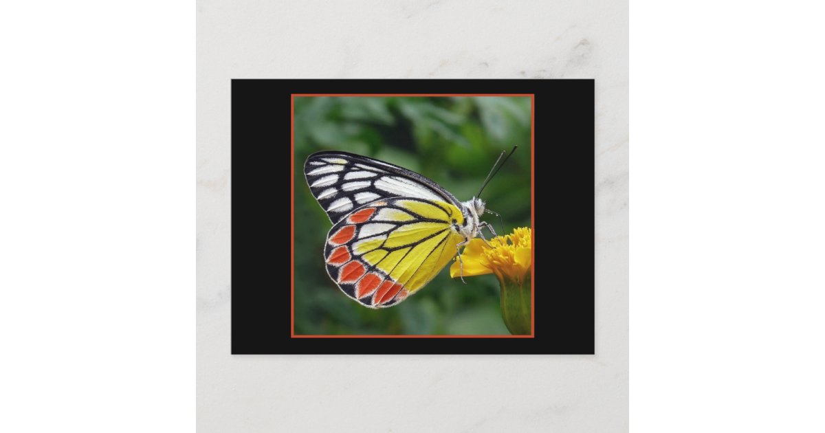 Colorful Yellow Butterfly Postcard | Zazzle