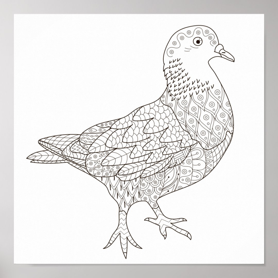 Coloring Page Fancy Pigeon Poster | Zazzle