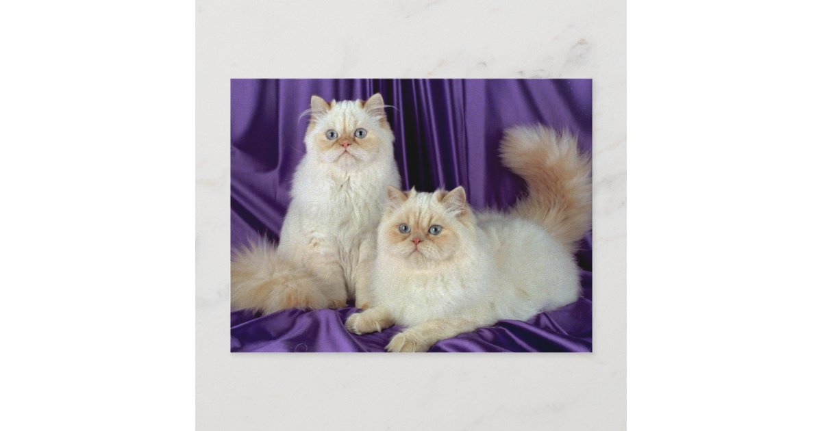 Colorpoint Longhair, cream point colorpoint Postcard | Zazzle