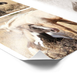 Colts will be Colts - Mustang Collage Photo Print | Zazzle