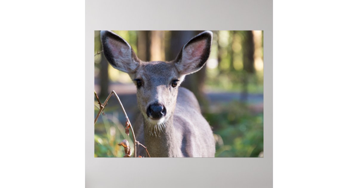 Columbian Black-tailed Doe | Washington State Poster | Zazzle