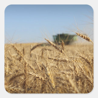 Wheat Stickers | Zazzle