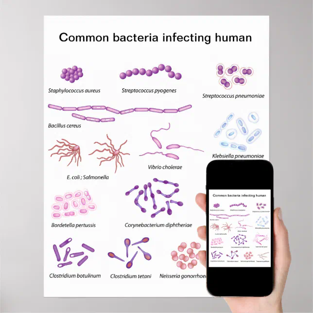 Common Bacteria Poster | Zazzle