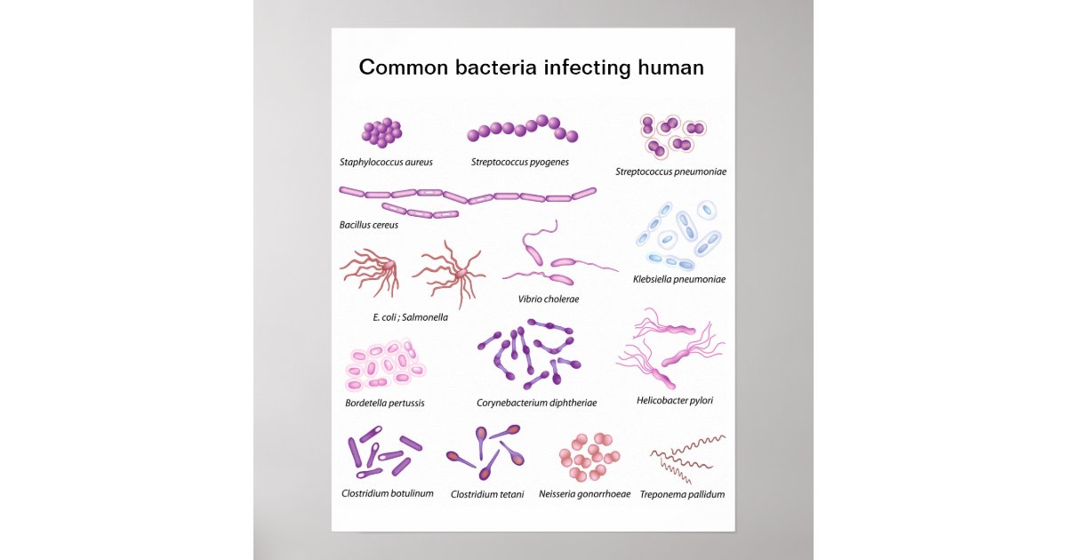 Common Bacteria Poster | Zazzle